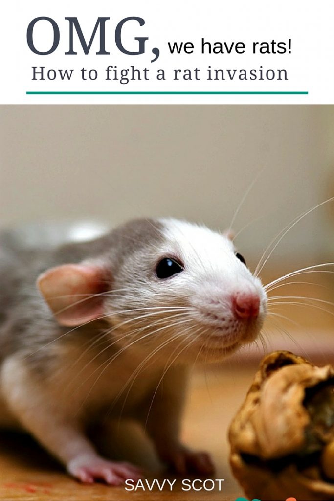 OMG, we have rats! How to fight a rat invasion - The Savvy Scot